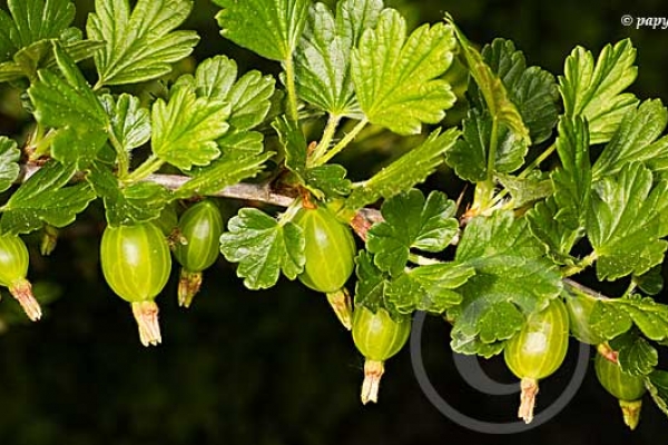 Groseille à maquereau | trucapapy