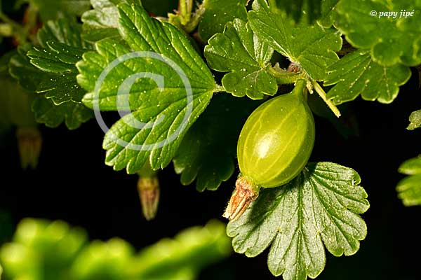 Groseille à maquereau | trucapapy