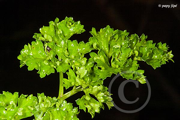 Culture du persil | trucapapy