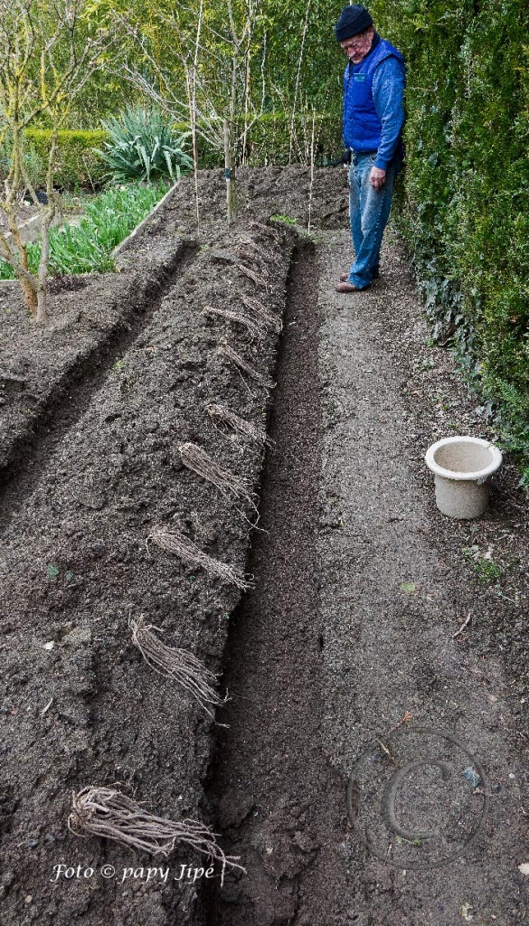 PLANTER DES ASPERGES BLANCHES ET DES ASPERGES VERTES. | trucapapy